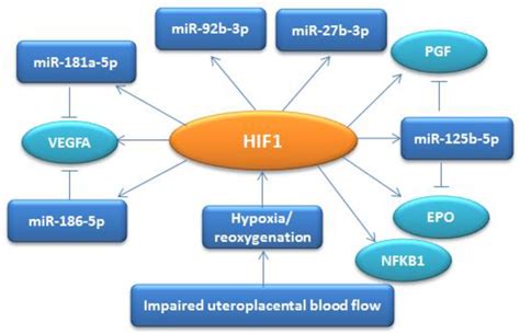 Schematic Model Showing The Activation Of A System Regulated By Hif1