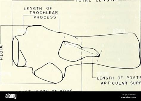 Bulletin Science Natural History Natural History Total Length