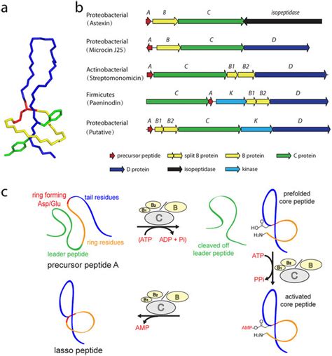Representative Structure And Biosynthesis Of A Lasso Peptide A