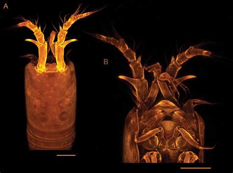 Tiny Crustacean Discovered In Bermuda Cave Reveals Ancient Evolutionary
