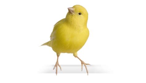 ¿cómo Puedo Lograr Que Mi Canario Cante Más Blog Verdecora