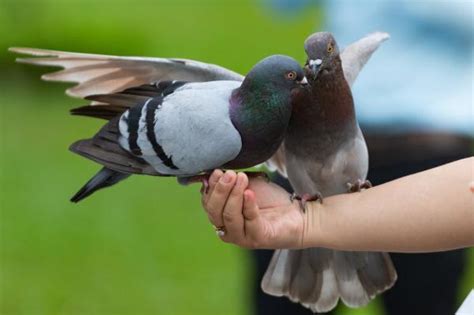 La Paloma Como Mascota Cuidados Y Comportamiento