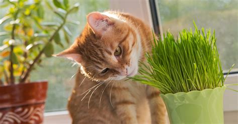 Use Of Cat Grass Sepicat
