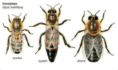 1 Worker Queen And Drone Of The European Honey Bee 5 Download
