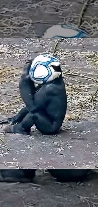 Monkey Transform 😂 Youtube