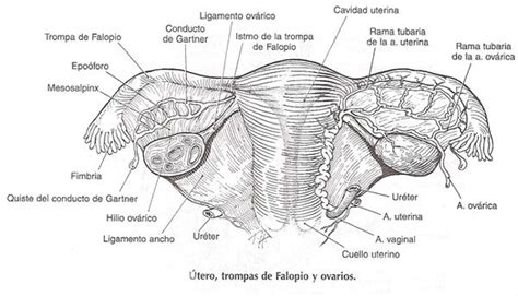 Anatomía Del Aparato Genital Femenino Aparato Genital Femenino