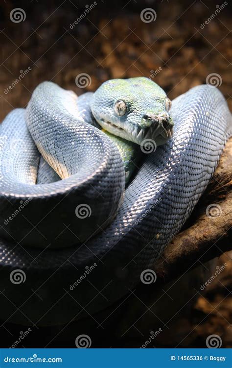 Python Stock Photo Image Of Tree Danger Blue Green 14565336