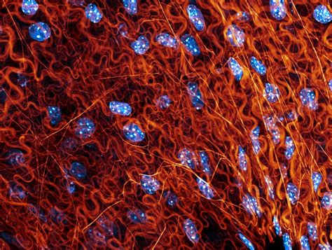 Step Into The Matrix Hhmis Beautiful Biology