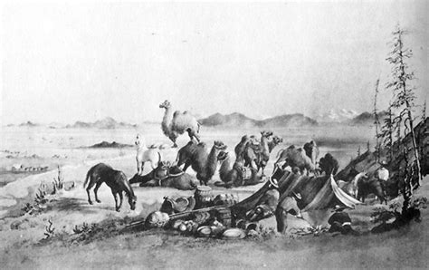 Sociological Images The Military Camels Of The North American West