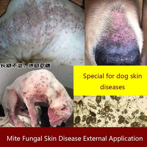 Dog Skin Ulcer Spray 120ml Pet Fungal Infection Dermatitis Mite Itching