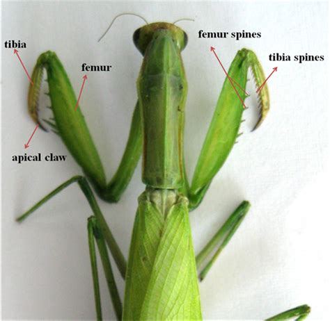 Praying Mantis Anatomy