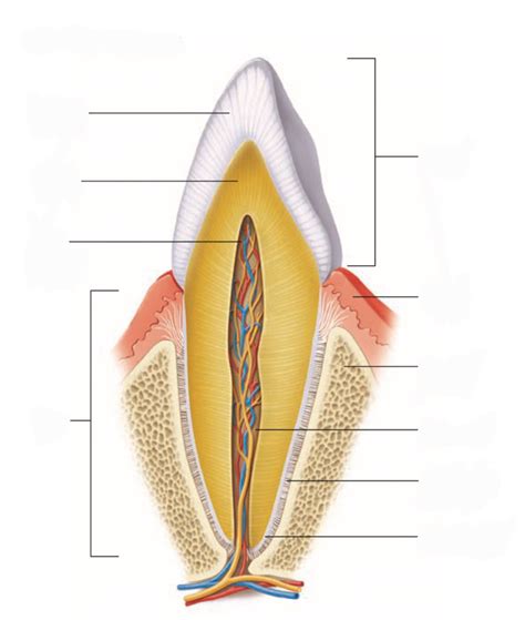 Tand Diagram Quizlet