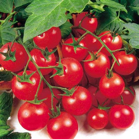 Garden Delight Tomato Seeds Most Popular Seeds