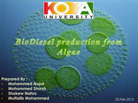 Production Of Biodiesel From Algae Ppt
