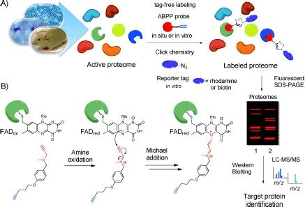 A Identification Of A Target Protein By The Use Of Abpp B Labeling