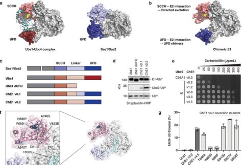 Structural Impact Of K63 Ubiquitin Bartesaghi Lab Lupon Gov Ph