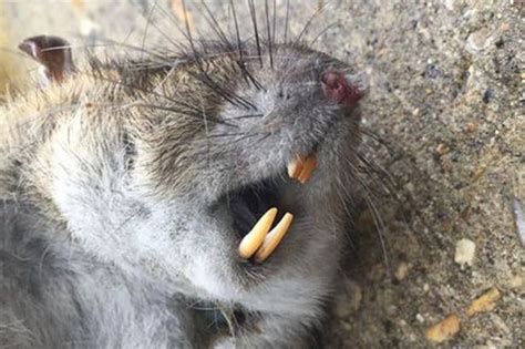 This 2ft Super Rat With Giant Teeth Is The Biggest A Pest Controller