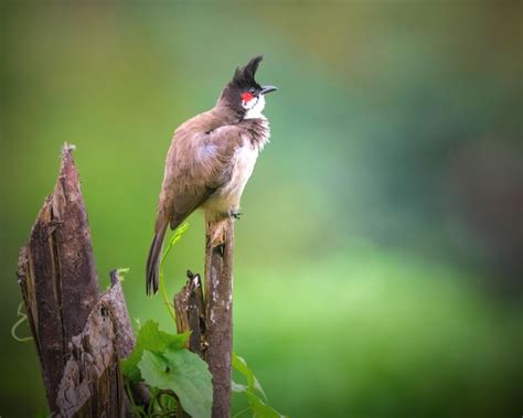 Premium Photo Closeup Shot Of A Redwhiskered Bulbul Bird Perched On A