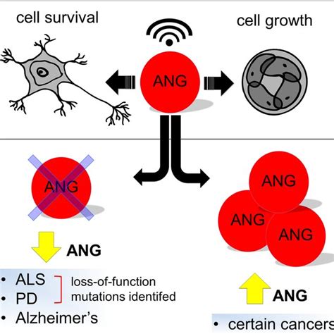 Angiogenin Can Influence Mammalian Cell Growth And Survival Angiogenin Download Scientific
