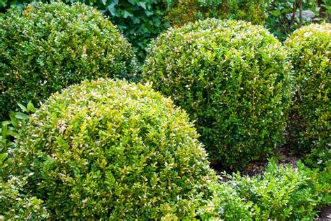11 Deer Resistant Shrubs