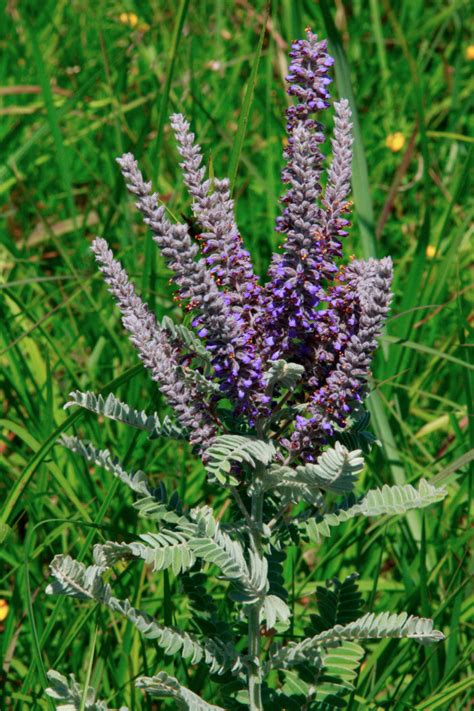 Leadplant Native Gardeners