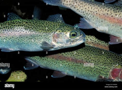Steelhead Oncorhynchus Kiss My