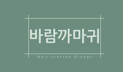 바람까마귀hair Crested Drongo특징서식지종류천적수명몸무게꿈해몽