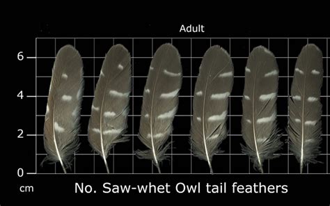 How To Identify Owl Feathers Best Guide On Recognizing Owl Feathers