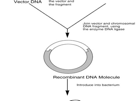 Notes On Genetic Engineering Recombinant DNA Technology Archives