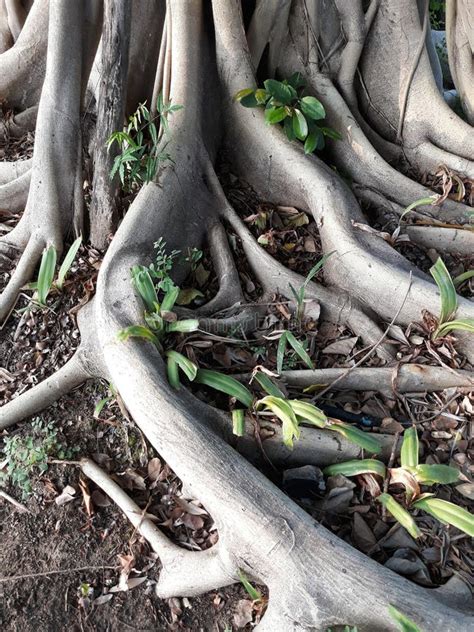 Tree Root In The Forest Big Tree Big Root Stock Image Image Of Forest Growing 176987793