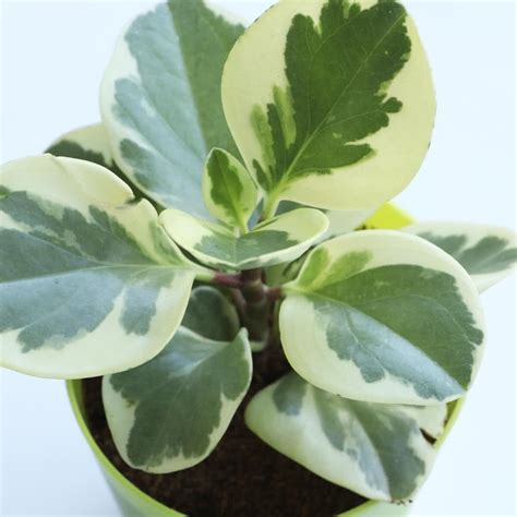 Indoor Plants — Manning Valley Succulent Garden