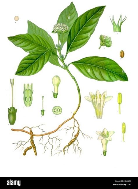 Psychotria ipecacuanha - Köhler-s Medizinal-Pflanzen-251 Stock Photo ...