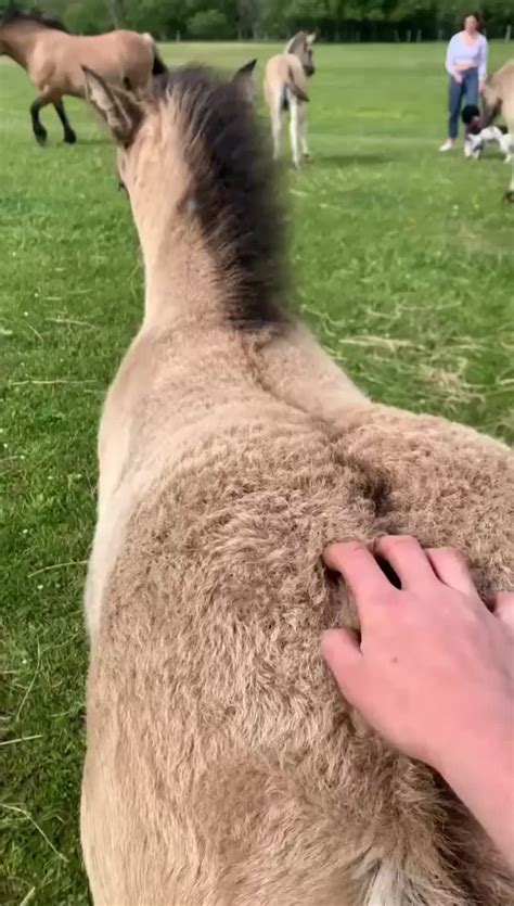 Glorious Ass Scritches Album On Imgur