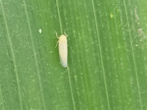 Top Strategies To Combat Leafhopper In Corn Fields Expert Advice And Techniques Archyde
