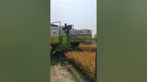 Paddy Cutting Youtube