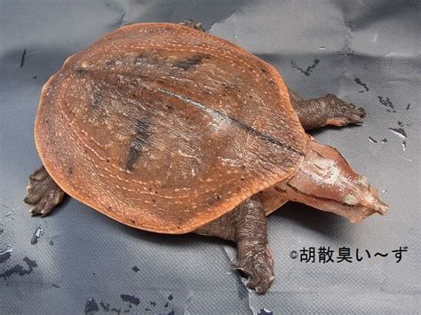 Cycloderma Aubryi Красноспинная лопастная черепаха Черепахиру