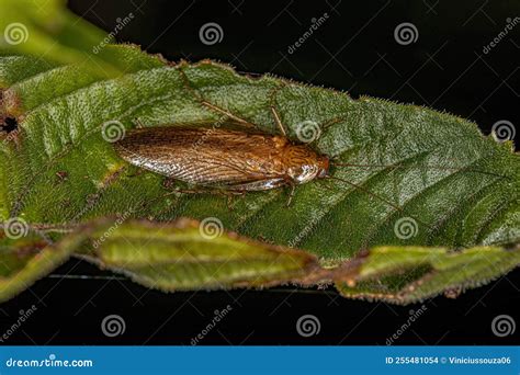 Wood Cockroach Characteristics At Imogen Parry Okeden Blog