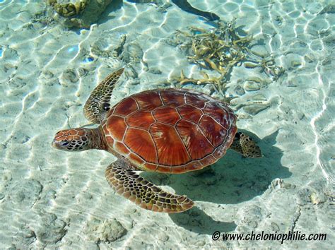Protection Des Tortues à Tahiti Un Enjeu Vital
