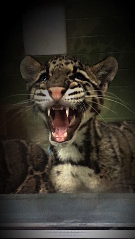 Casey Nelson On Tumblr