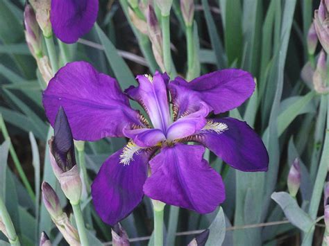 First Iris Photograph By Greg Boutz Fine Art America