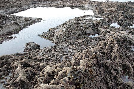 海藻黑色海藻岩石支撑藻类石头海岸线高清图片下载 正版图片320270050 摄图网