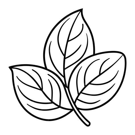 Basil Leaf Clip Art Vector Illustration On White Background Premium