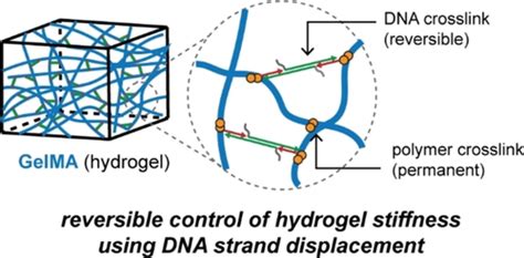 Reversible Control Of Gelatin Hydrogel Stiffness By Using Dna Crosslinkers Buchberger 2021