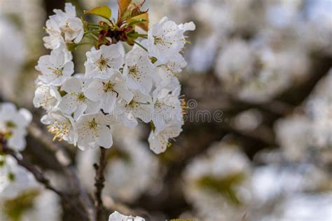 Fresh Cherry Blossoms Moving In The Wind On A Tree Stock Image Image Of Sakura Bird 318818109