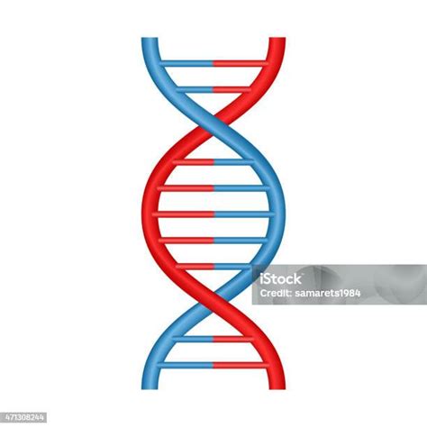 아이콘 벡터 Dna 빨강에 대한 스톡 벡터 아트 및 기타 이미지 빨강 염색체 파란색 Istock