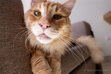 Cuándo Hay Que Castrar A Un Maine Coon