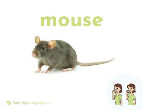 Mouse