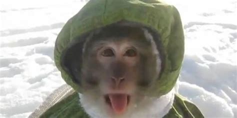 Macaco Russo Vestido De Criança Se Diverte Na Neve Vídeo Mega Curioso