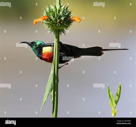 The Male Beautiful Sunbird Has A Flashy Display Of Colour During The