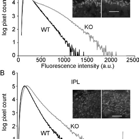 C Terminal Binding Protein 2 Ctbp2 Immunostaining At Ribbons Is Download Scientific Diagram